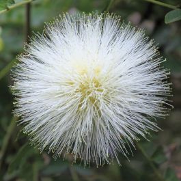 Valkoinen pallokukka, kortti